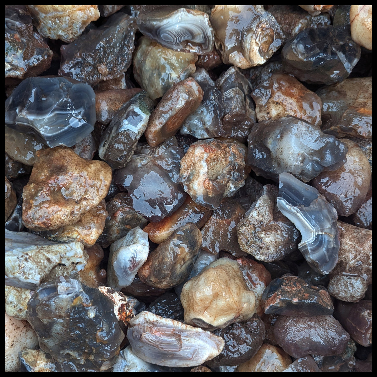 Botswana Agate, Rough Rock, per lb| The Gem Shop, Inc.