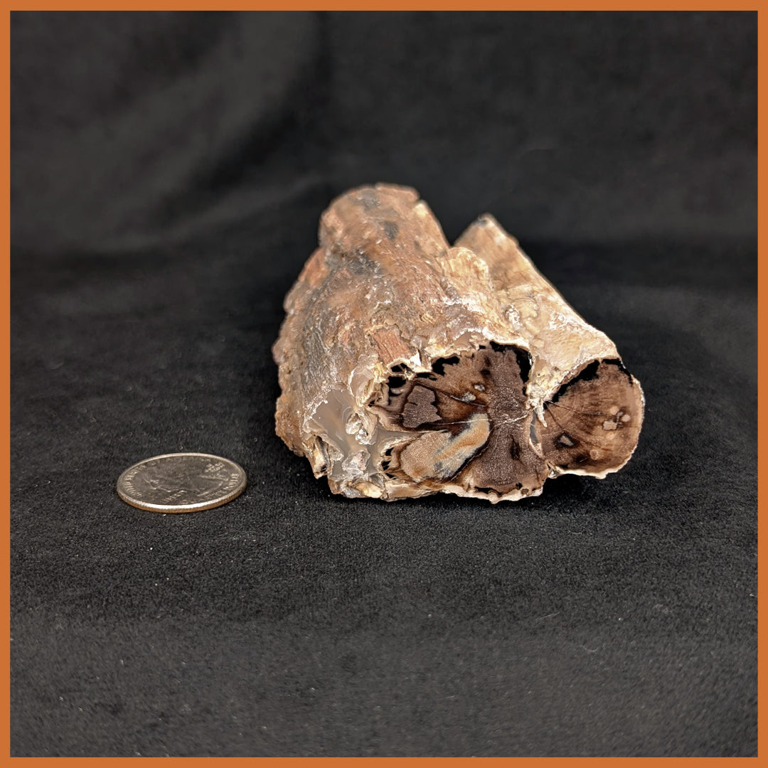 EVP304 Eden Valley Petrified Wood| The Gem Shop, Inc.