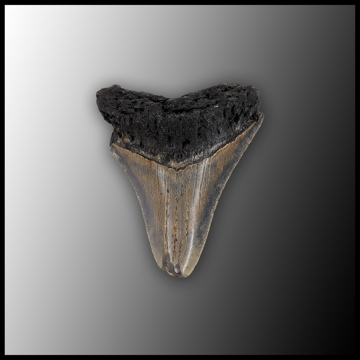 MEG121 Megalodon Tooth| The Gem Shop, Inc.