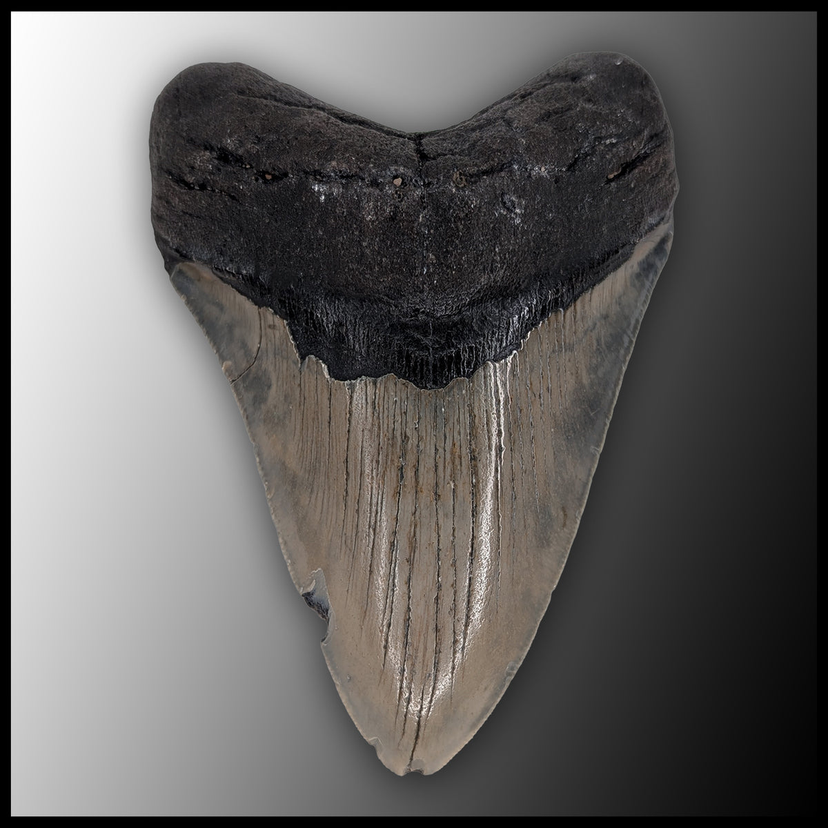 MEG129 Megalodon Tooth| The Gem Shop, Inc.