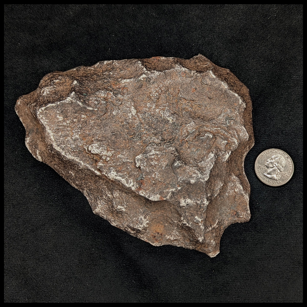 MTR120 Gibeon Meteorite| The Gem Shop, Inc.
