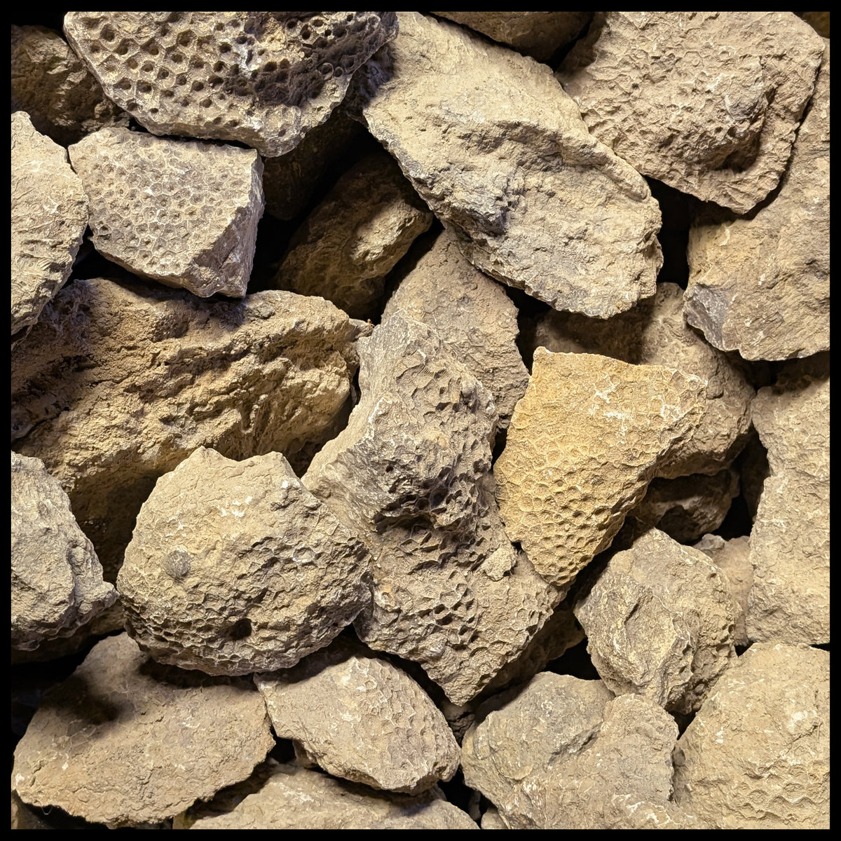Petoskey Stones, Rough Rock, per lb| The Gem Shop, Inc.