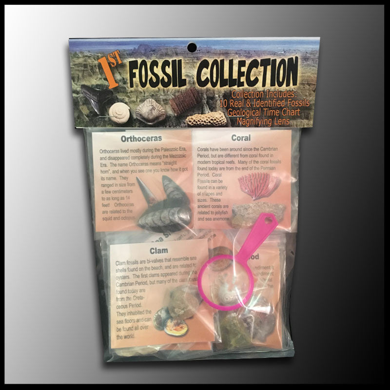 1st Fossil Collection| The Gem Shop, Inc.