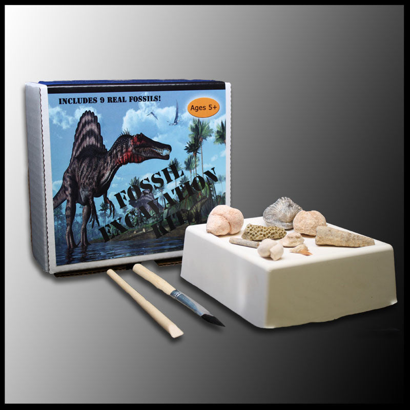 Fossil Excavation Kit| The Gem Shop, Inc.
