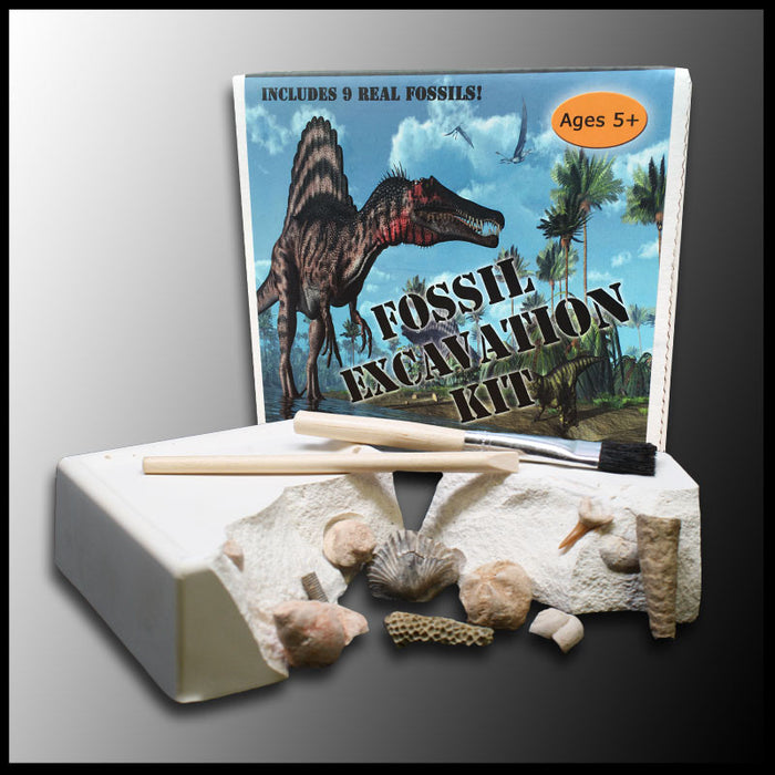 Fossil Excavation Kit| The Gem Shop, Inc.